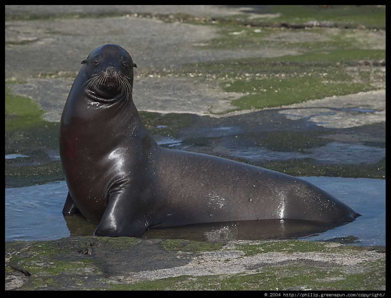 Photograph by Philip Greenspun: sea-lion-beachmaster-02