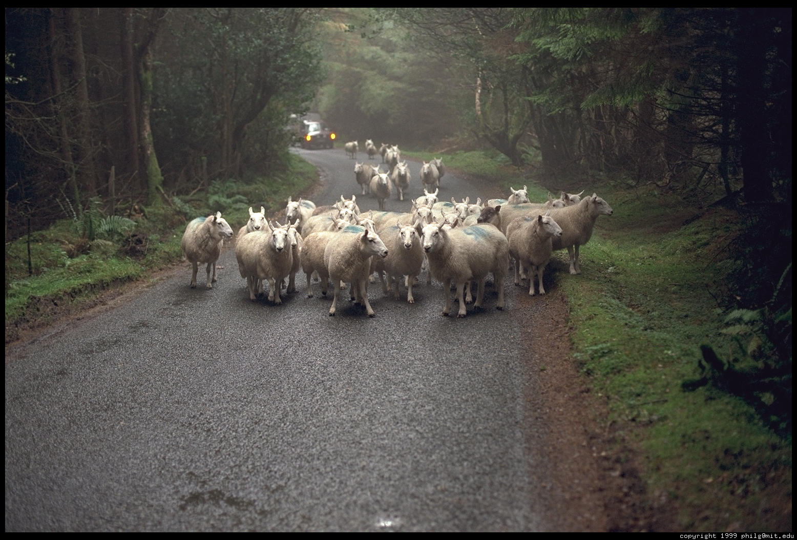 wicklow-mountains-sheep-55